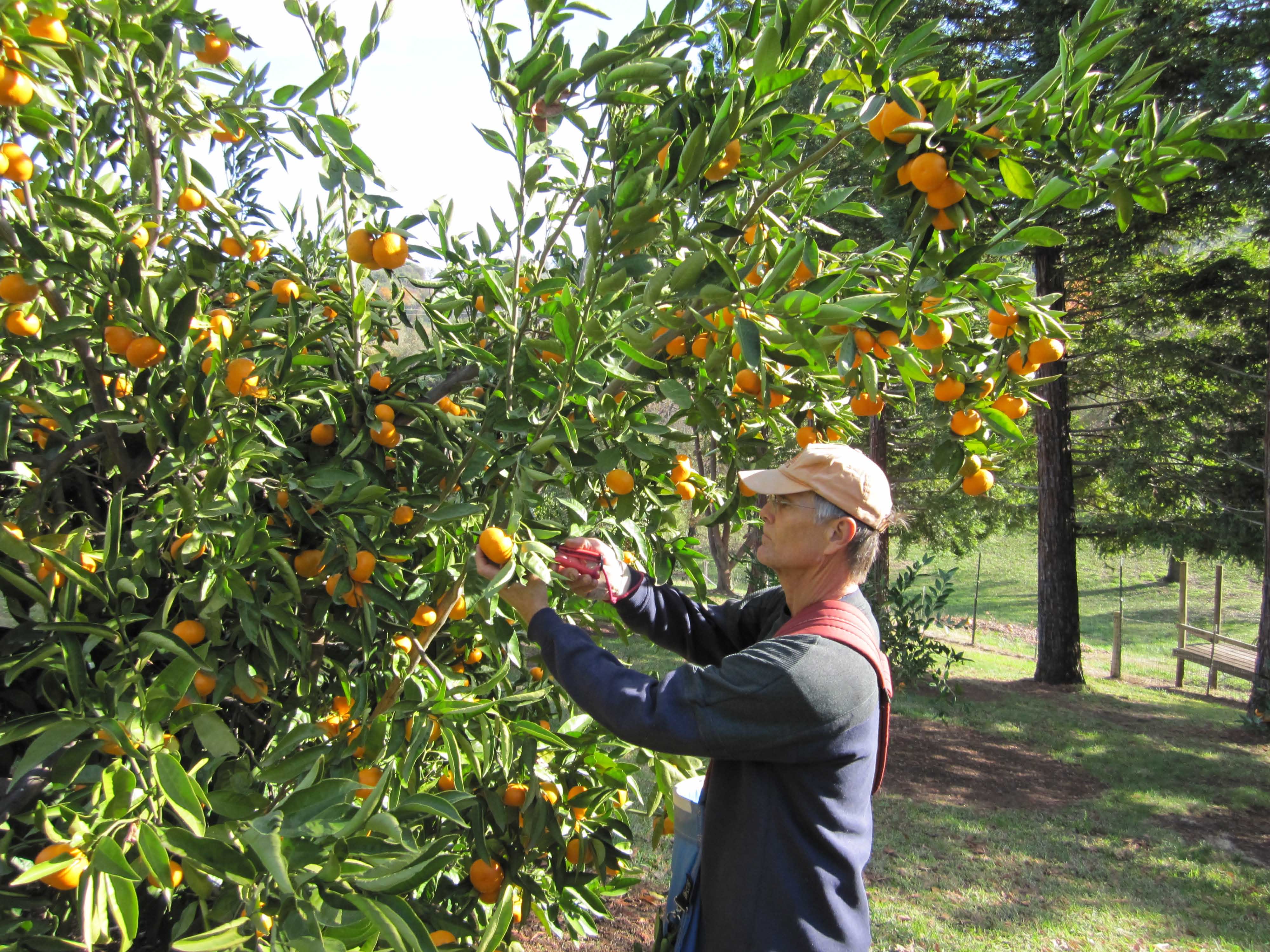 Owari Satsuma Mandarins | The California Mediterranean Diet