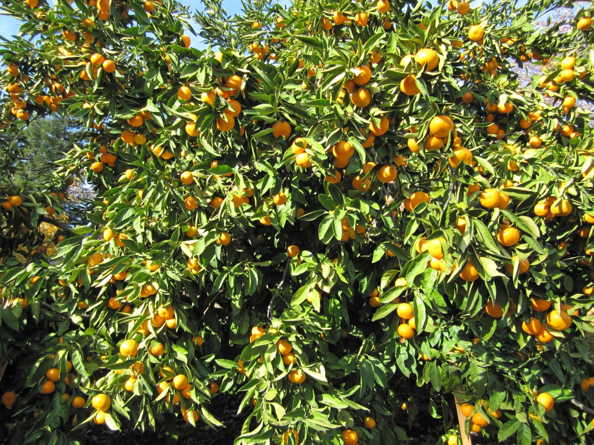 gardening | The California Mediterranean Diet